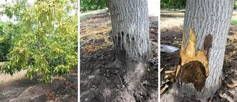 Phytophthora Root And Crown Rot And Paradox Canker Disease In Walnuts