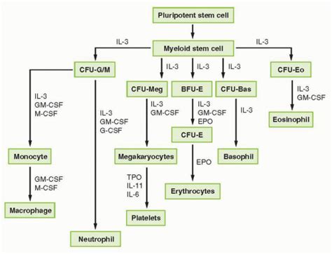 Hematopoietic Growth Factors Oncohema Key