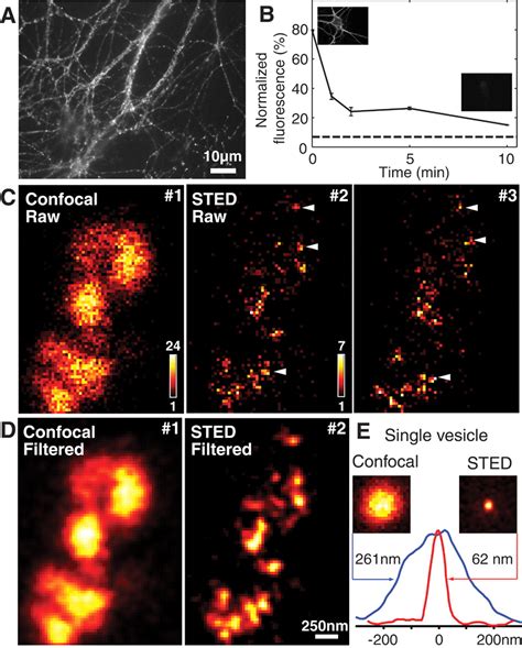 Video Rate Far Field Optical Nanoscopy Dissects Synaptic Vesicle Movement Science