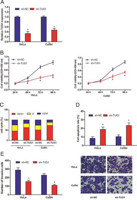 Long Non Coding Rna Tug1 Promotes Cervical Cancer Progression By