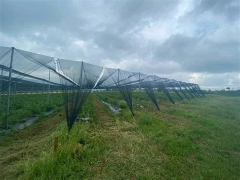 A Roof Shade Net House Anti Hail With Trellising System For Apple High Density Plantation