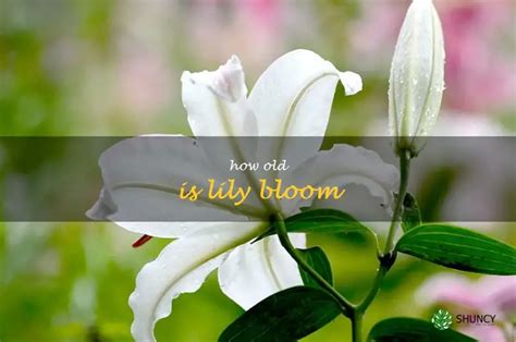 Uncovering The Age Of Lily Bloom: A Closer Look At The Age Of The Budding Actress | ShunCy