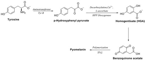 Biosynthesis Of Pyomelanin Tyrb Aromatic Amino Acid Aminotransferase Download Scientific