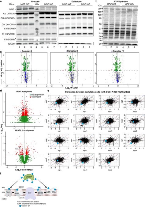 Proteomics And Acetyl Proteomics Upon Mof And Kansl2 Depletion A Download Scientific Diagram
