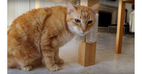 Практична четка за котешки косми Български Фермер