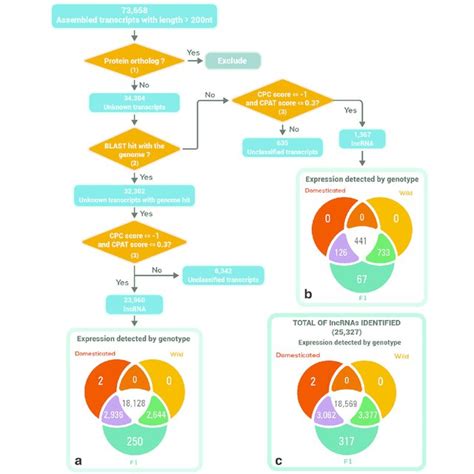 Bioinformatic Pipeline To Determine The Lncrna Nature Of Transcripts Download Scientific