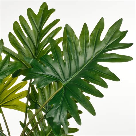 Fejka 페이카 인조식물 실내외겸용 제누드 19 Cm Ikea