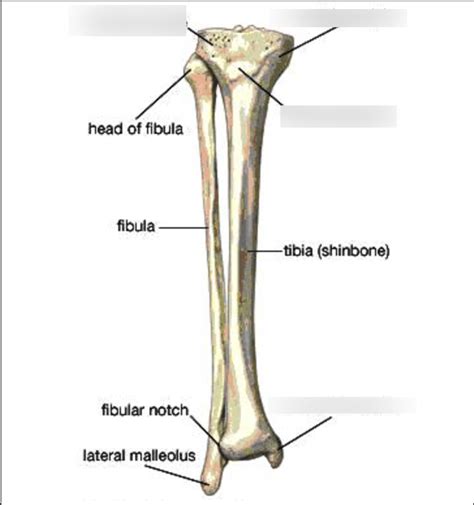 Tibia Diagram Quizlet