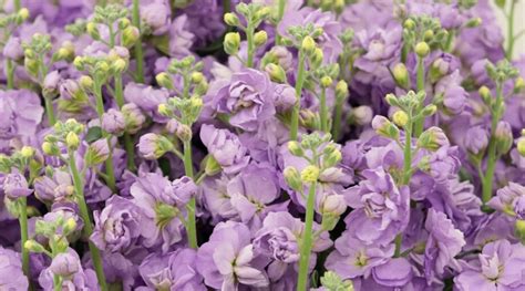 How To Plant Grow And Care For Stock Flowers
