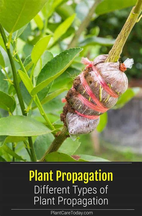 How Many Types Of Plant Propagation At Hilda Connor Blog