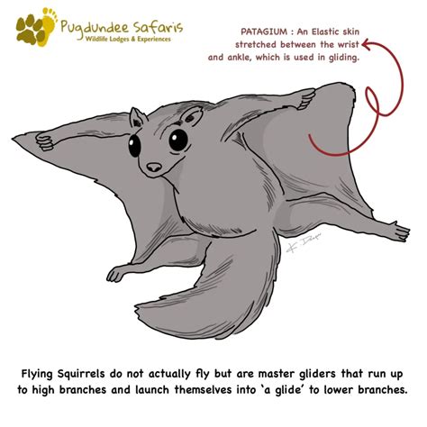 Flying Squirrels In India Types Habitat And Facts