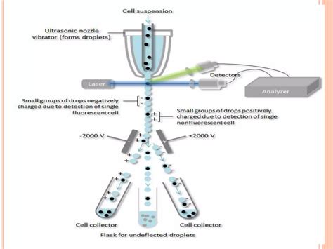 Flow Cytometry And Fluorescence Activated Cell Sorting Facs Pptx