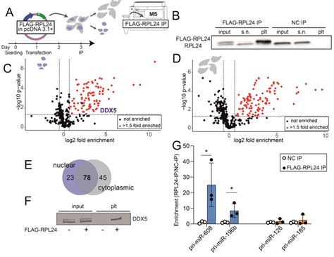 rpl24 inhibits pri mir processing through direct interaction with ddx5