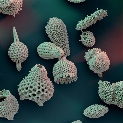 Radiolarians Photograph By Oliver Meckes Eye Of Science Fine Art America
