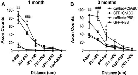 quantification of axon regeneration beyond a png regenerating gfp