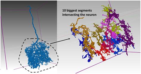 Segmentation For Worst Neuron In Medulla The Neuron On The Left