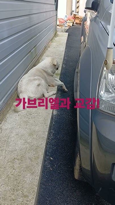 가브리엘에 사람 보고 짖지말라고 당부 왜 짖는다고 민윈 그냥 밥먹는 것이 아니고 우리 집을 지키는 의무를 다해요 Youtube