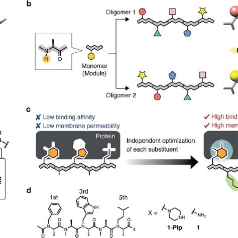 Strategy For Structural Optimization To Improve Binding Affinity And
