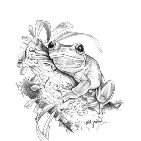 Red Eyed Tree Frog Litoria Chloris Graphite Pencil Drawing Australian Wildlife Art By Natalie
