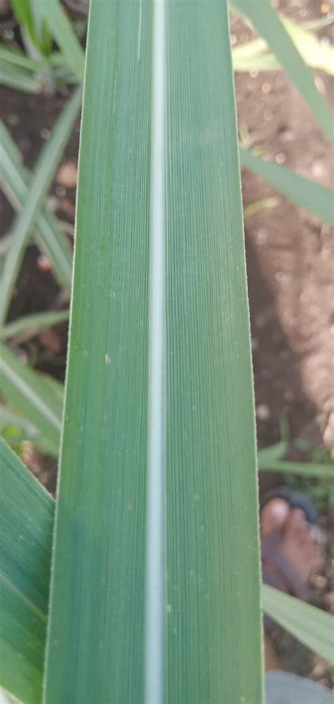 Sugarcane Weed Object Detection Model By Abhishek