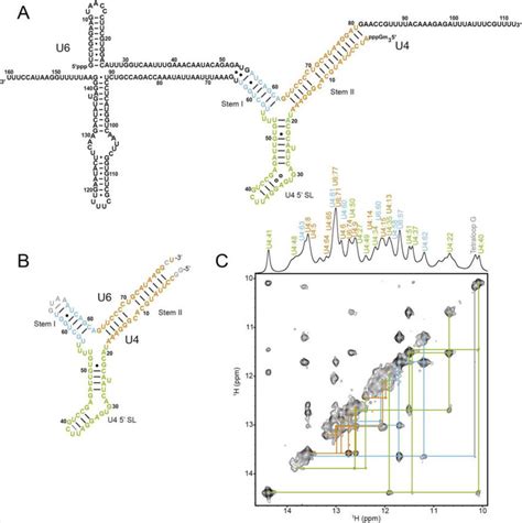 Secondary Structure Of U4 U6 A Proposed Secondary Structure Diagram Download Scientific