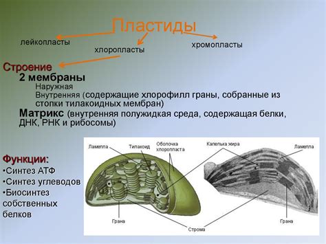 Клетка - презентация онлайн
