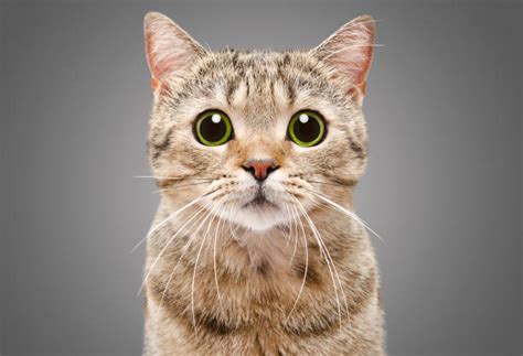 Cat Front View Banco De Fotos E Imágenes De Stock Istock