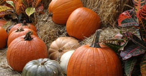 Як правильно зберігати гарбузи де тримати взимку особливості Zaxid Net