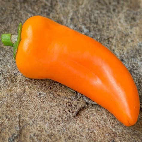 Sweet Lunchbox Orange Pepper