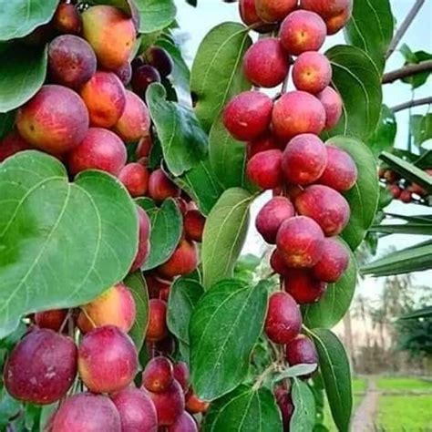 Well Watered Red Apple Ber Plants For Fruits At ₹ 120 Piece In Lucknow Id 2851222918448