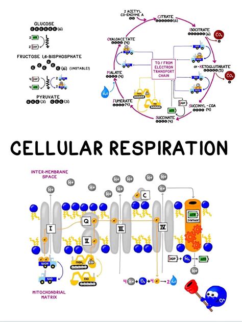 Cellular Respiration Diagram Worksheet