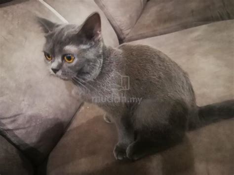 Kitten Pure Bsh Pets For Sale In Ipoh Perak