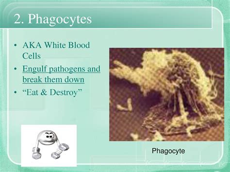 The Immune System Three Lines Of Defense Ppt Download