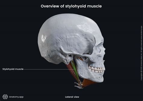 Stylohyoid Anatomyapp