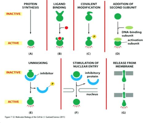 Exam 2 Lecture 2 Human Gene Transcription Pt 2 Flashcards Quizlet
