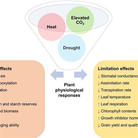 The Mitigation And Limitation Effect Under Combined Elevated Co2
