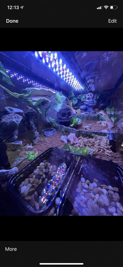 Hermit Crab Tank Hermit Crab Tank Hermit Crab Hermit Tank