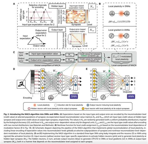 Eric Feuilleaubois Ph D On Linkedin A Brain Inspired Learning Algorithm Enables