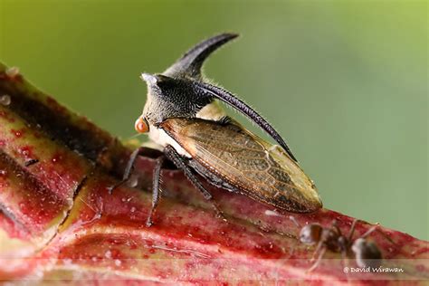 Thorn Mimic Treehopper Leptocentrus Sp Singapore Geographic