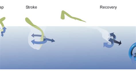 Exploring Rare Adaptations Basilisk Lizard