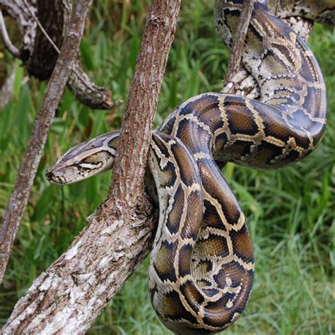 Invasive Python Species Taking Over Southern Florida Invasive Python Species Taking Over Southern Florida
