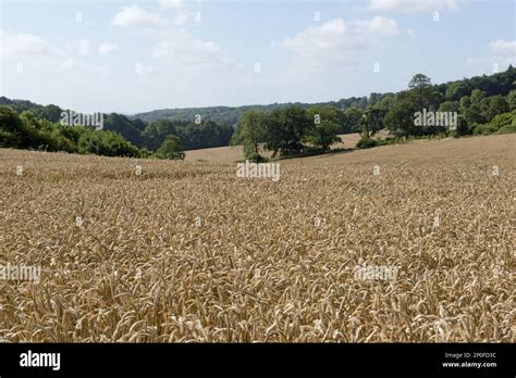 Development Of A Winter Wheat Crop From Seedling To Harvest Summer