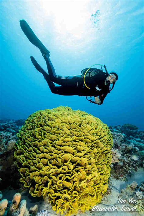 Best Scuba Diving In Red Sea — Bluewater Dive Travel