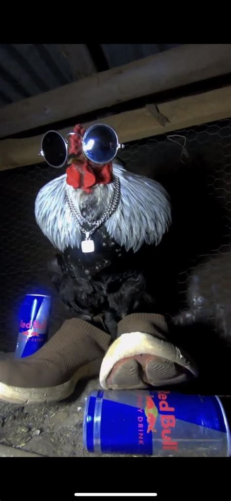 Eggwick In 4k Reggwick