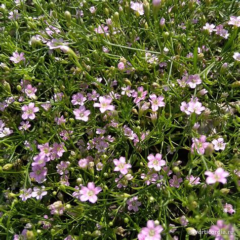 Гипсофила или песколюбочка постенная (Gypsophila muralis)