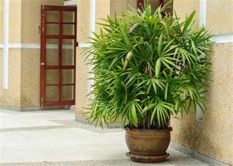 Lady Palm Tree Buy Now Lady Palm Rhapis Excelsa Nursery Near Me