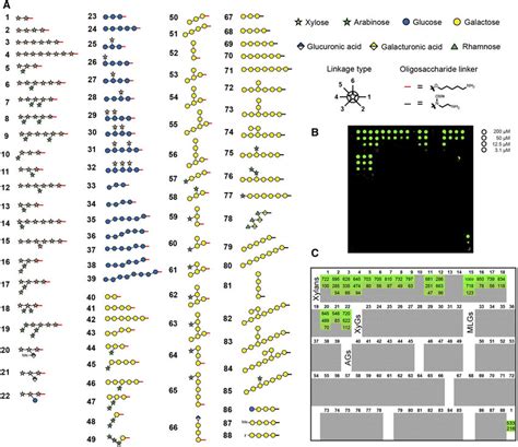 A Glycan Microarray Equipped With Synthetic Cell Wall Oligosaccharides Download Scientific