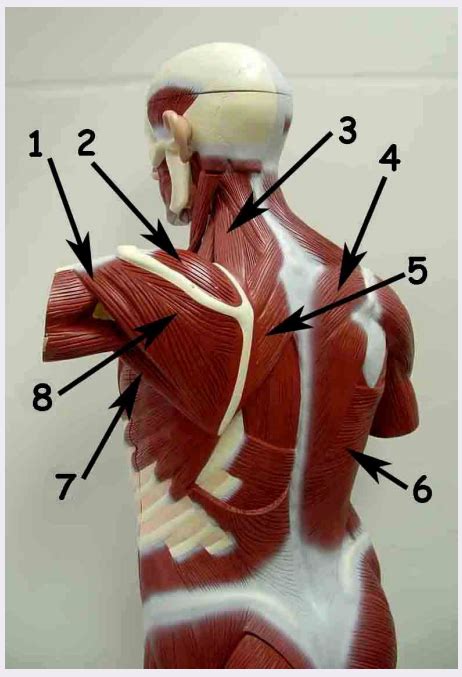Torso Posterolateral Diagram Quizlet