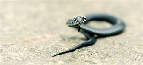 200 Free Grass Snake And Snake Images Pixabay
