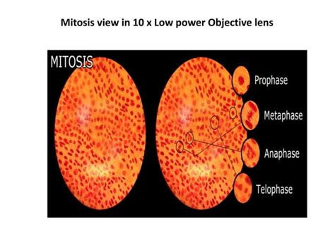 Microscope Uses Types Simple Microscope And Compound Microscope Ppt